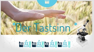 Der Tastsinn at emaze Presentation