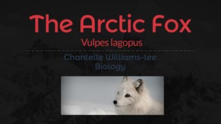 The Arctic Fox at emaze Presentation