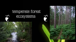 temperate forest at emaze Presentation