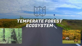 temperate Forest at emaze Presentation
