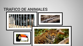 TRAFICO DE ANIMALES at emaze Presentation