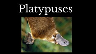 Platypus Project at emaze Presentation