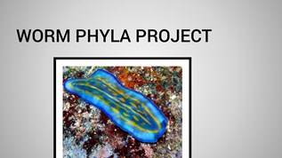 Worm PHyla Project at emaze Presentation