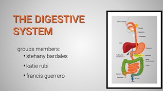 digestive system at emaze Presentation