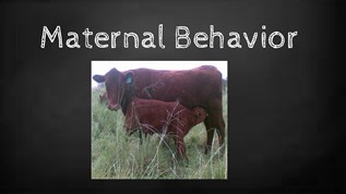 Maternal Behavior at emaze Presentation