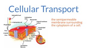 CELLULAR TRANSPORT at emaze Presentation