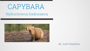 Capybara at emaze Presentation