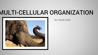 Multi-cellular at emaze Presentation