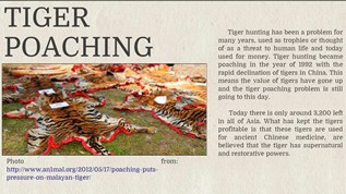 Tiger Poaching at emaze Presentation