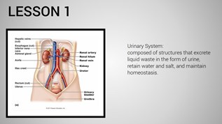 Urinary Project at emaze Presentation