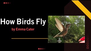 How Birds Fly by Emma at emaze Presentation