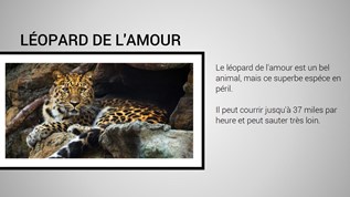 léopard de L'amour at emaze Presentation