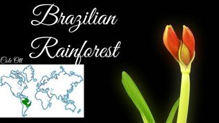 Brazilian Rainforest at emaze Presentation