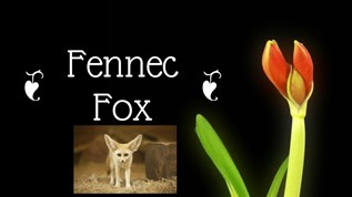 Fennec Fox on emaze