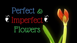 PerfectImperfect Flowers at emaze Presentation