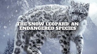 The snow leopard: An Endangered Species at emaze Presentation