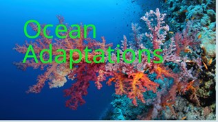 Ocean Adaptations at emaze Presentation