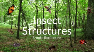 Insect Structures at emaze Presentation