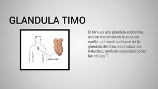 glandula timo20th at emaze Presentation