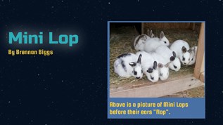 Mini Lop at emaze Presentation