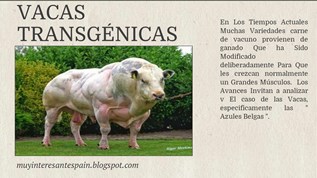 Vacas transgenicas at emaze Presentation