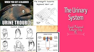 The Urinary System at emaze Presentation