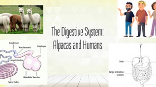 The Digestive System: Alpacas and Humans at emaze Presentation