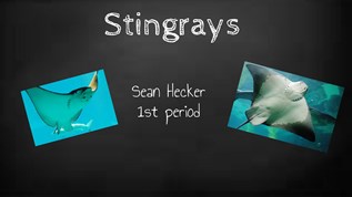 Stingray project on emaze