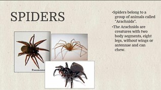 •Spiders at emaze Presentation