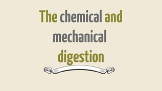 The Chemical and mechanical digestion at emaze Presentation