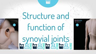 Structure and Structure of synovial joints at emaze Presentation