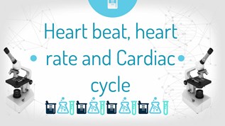 Circulatory system - Heart beat, heart rate and cardiac cycle at emaze ...