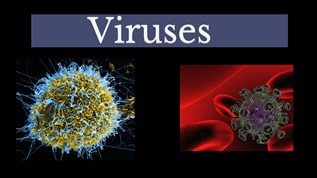 Viruses at emaze Presentation