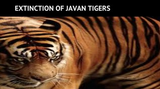 Extinction Of Javan at emaze Presentation