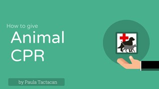 How to give Animal Cpr at emaze Presentation