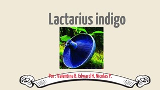 Hongo indigo at emaze Presentation