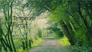 Temperate Forest at emaze Presentation