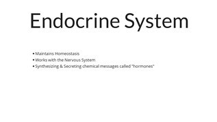 Endocrine at emaze Presentation