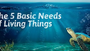 The 5 Basic Needs of Living Things at emaze Presentation
