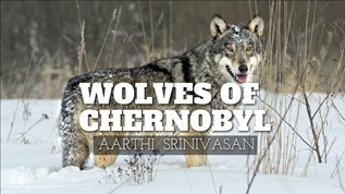 Wolves of chernobyl at emaze Presentation