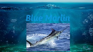 Blue Marlin at emaze Presentation