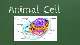Animal Cell at emaze Presentation