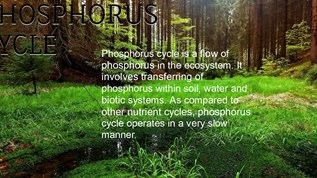 Phosphorus Cycle at emaze Presentation