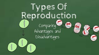 Types Of Reproduction Compare and Contrast at emaze Presentation