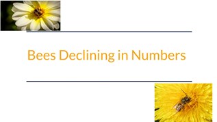 Declining Number of Bees at emaze Presentation