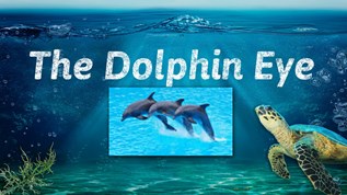 The Dolphin Eye at emaze Presentation