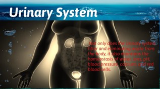 Urinary System at emaze Presentation