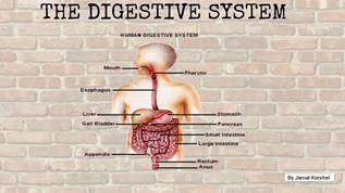 the digestive system at emaze Presentation