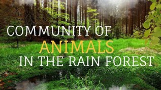 Zoo Exhibit Proposal: Rainforest at emaze Presentation