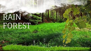 Rain Forest at emaze Presentation